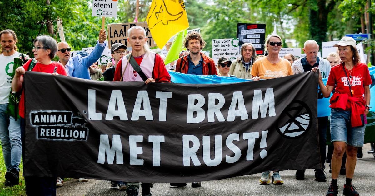 Wolf doodgeschoten op Utrechtse Heuvelrug, mogelijk is het ...