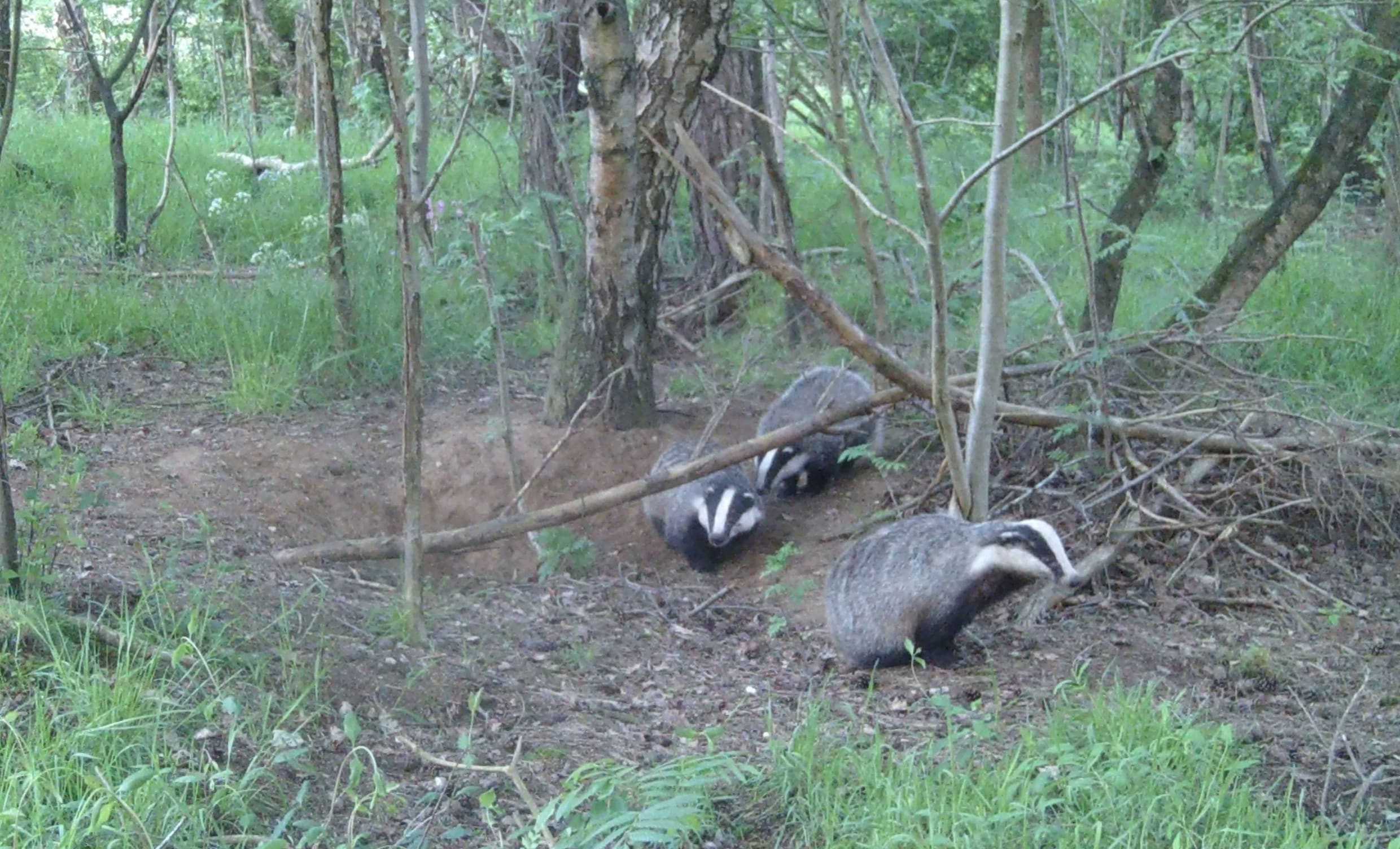 Dassenliefhebbers strijden tegen bouwers die hun burchten bedreigen ...