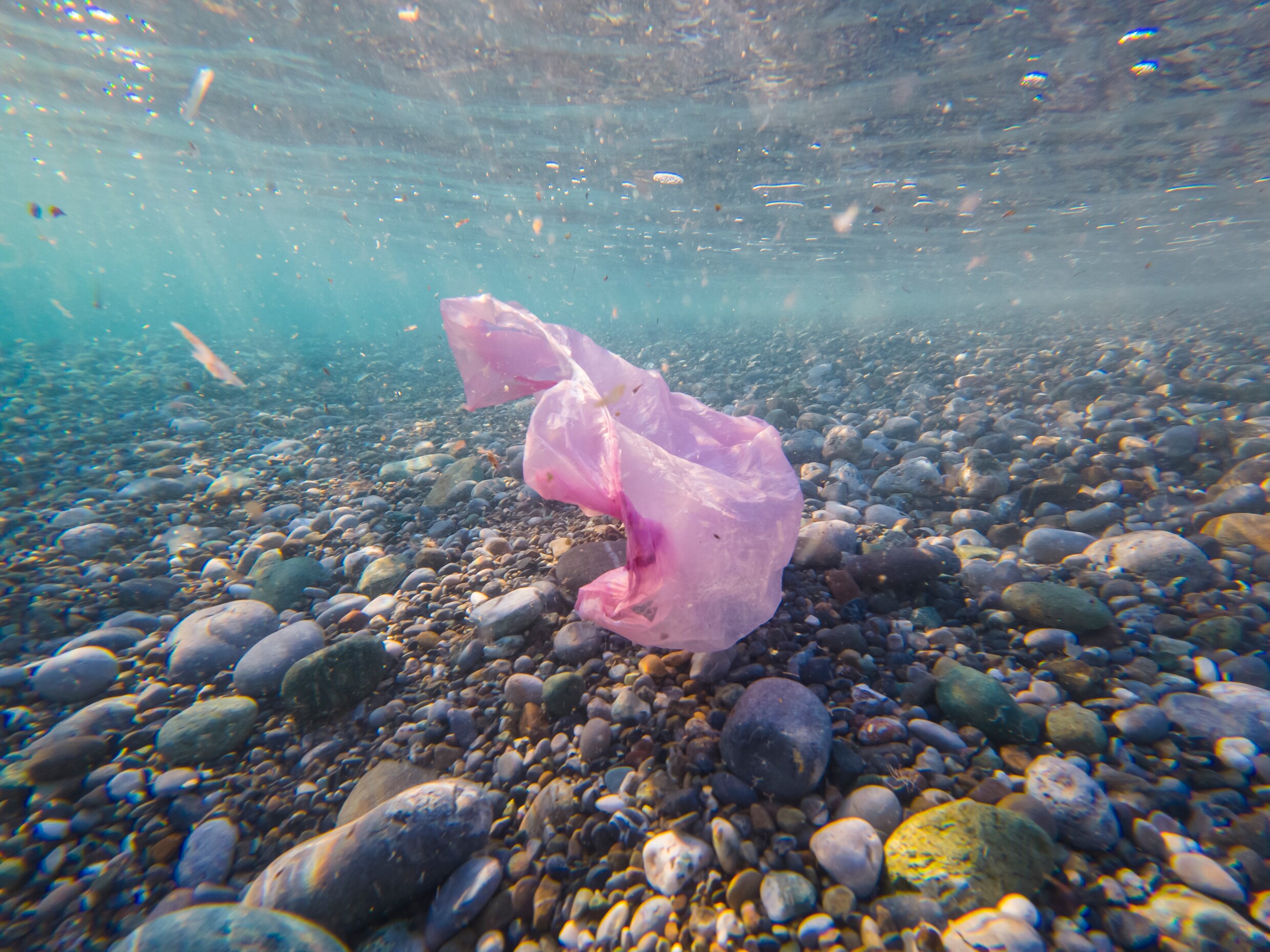 Aanwezigheid microplastics in lichaamsweefsel ineens ter discussie: ‘We ...