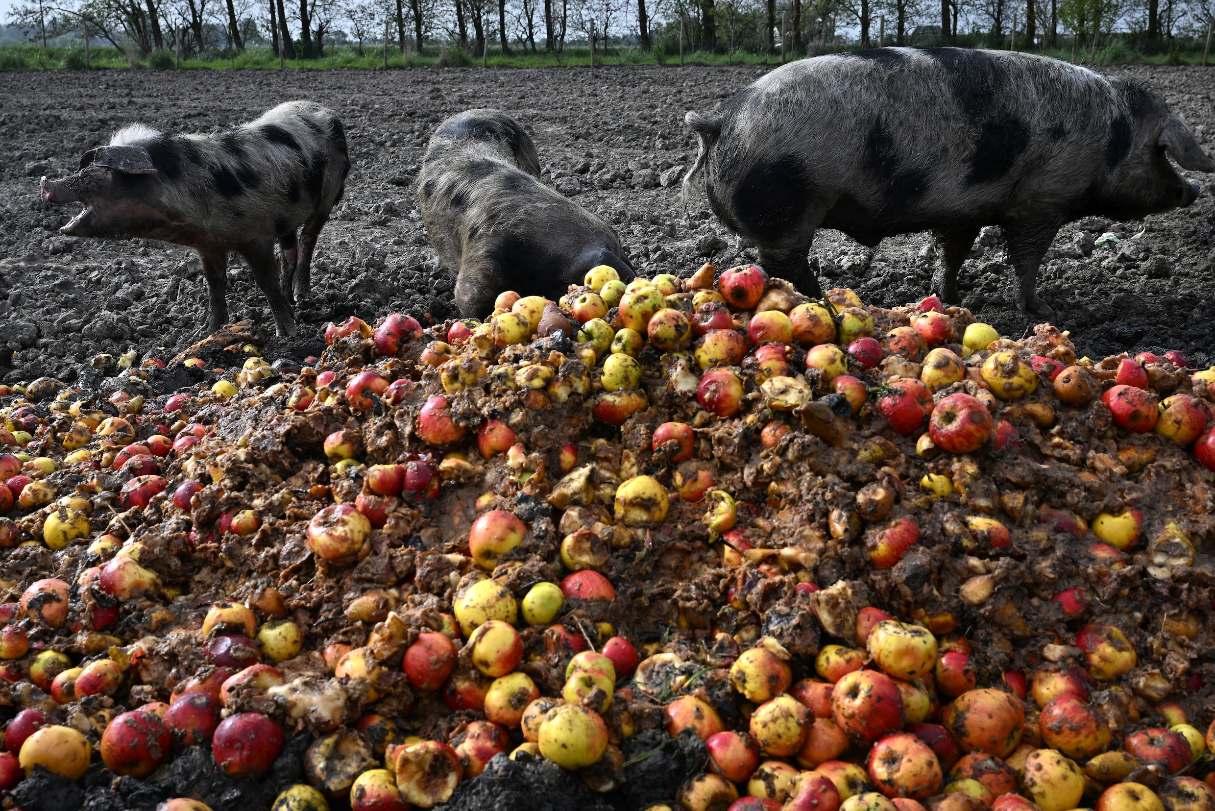 De geldzorgen zijn terug bij de oudste biodynamische boerderij: ‘Onze ...