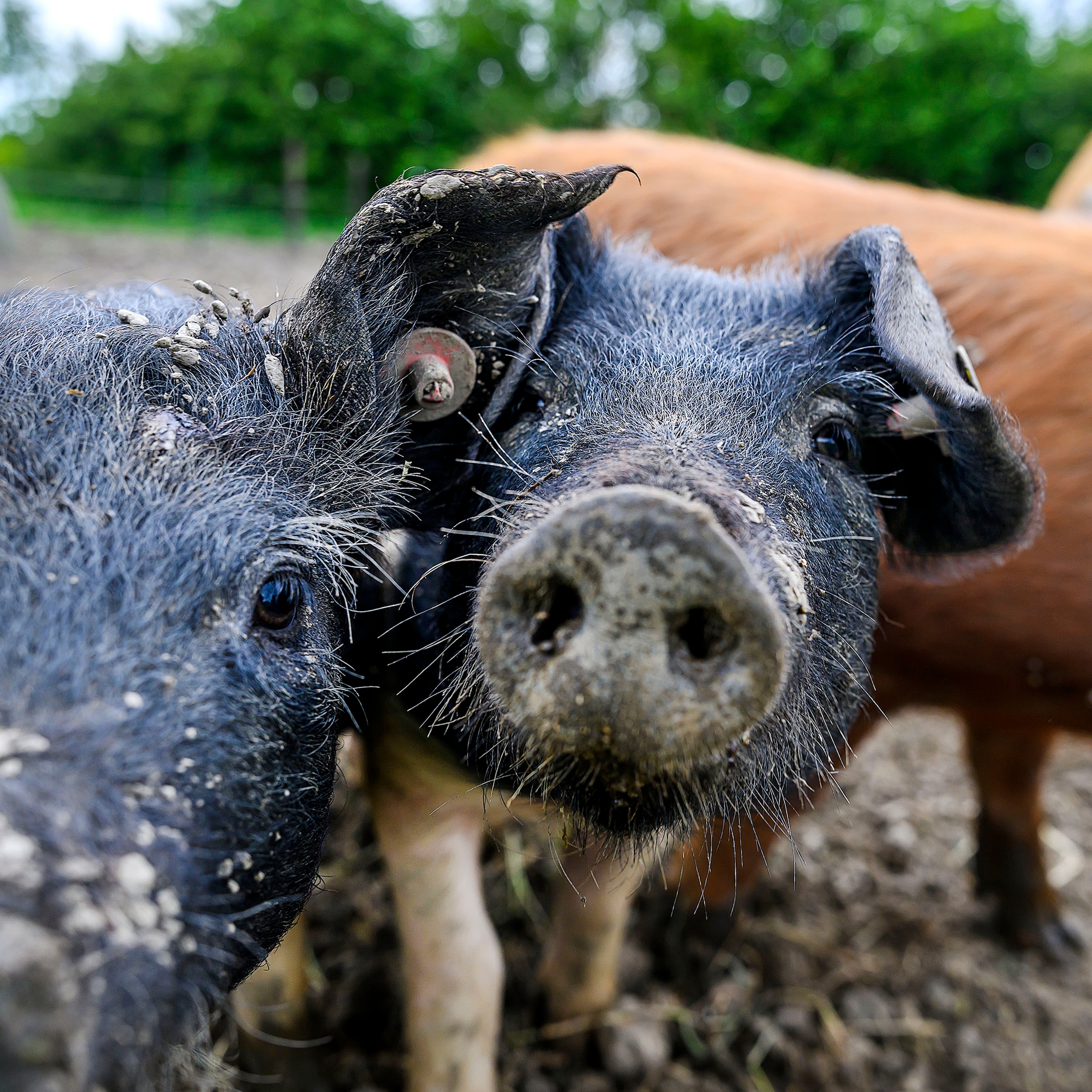 Bij varkensbedrijf Oerwroeters verdient een varken zelf zijn brood | de ...