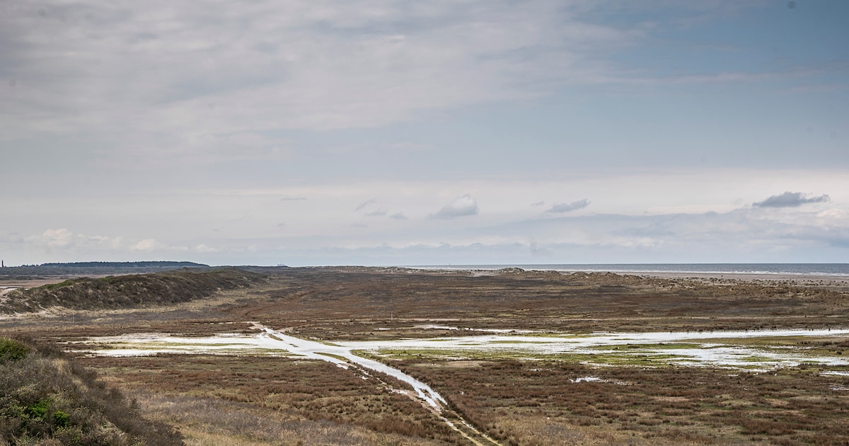 Gaat de Waddennatuur op slot? Rijkswaterstaat wil publiek weren ‘voor ...