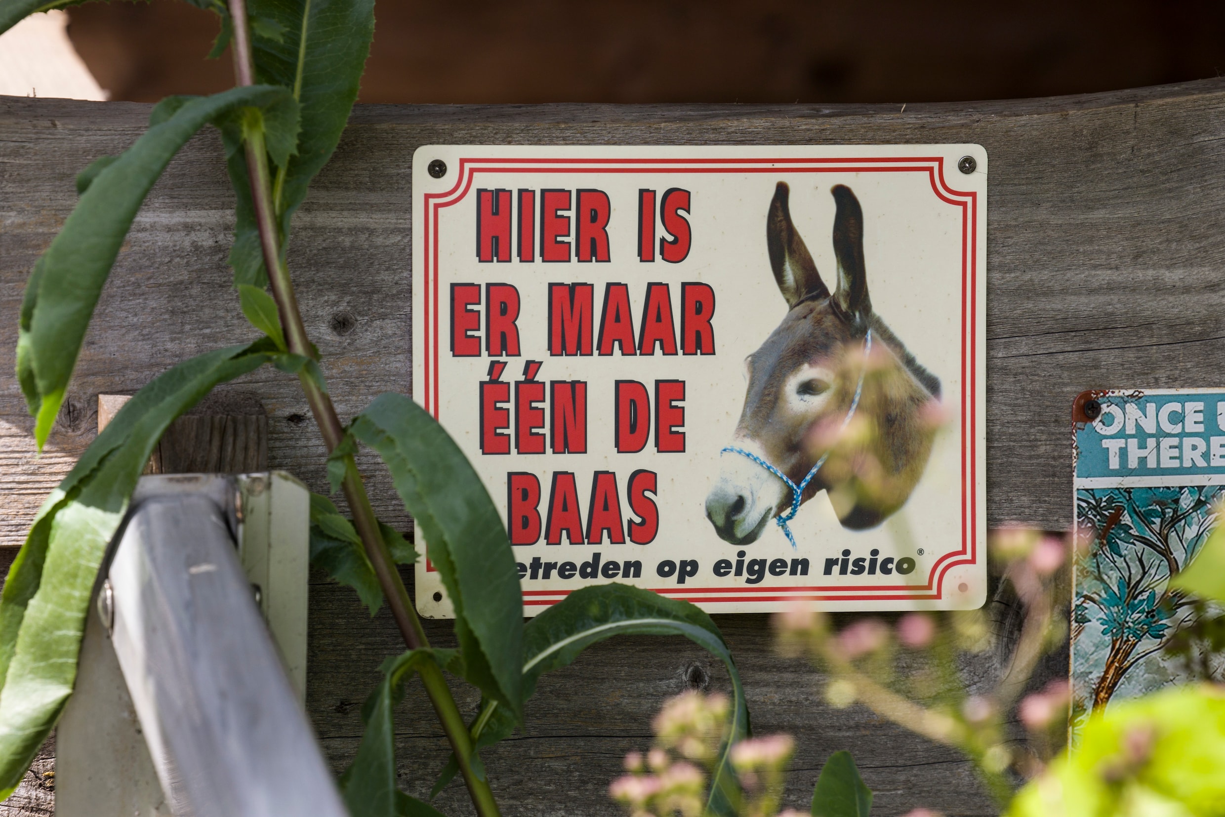 Getuigt het redden van Gazaanse ezels in Baarle-Nassau van een dubbele ...