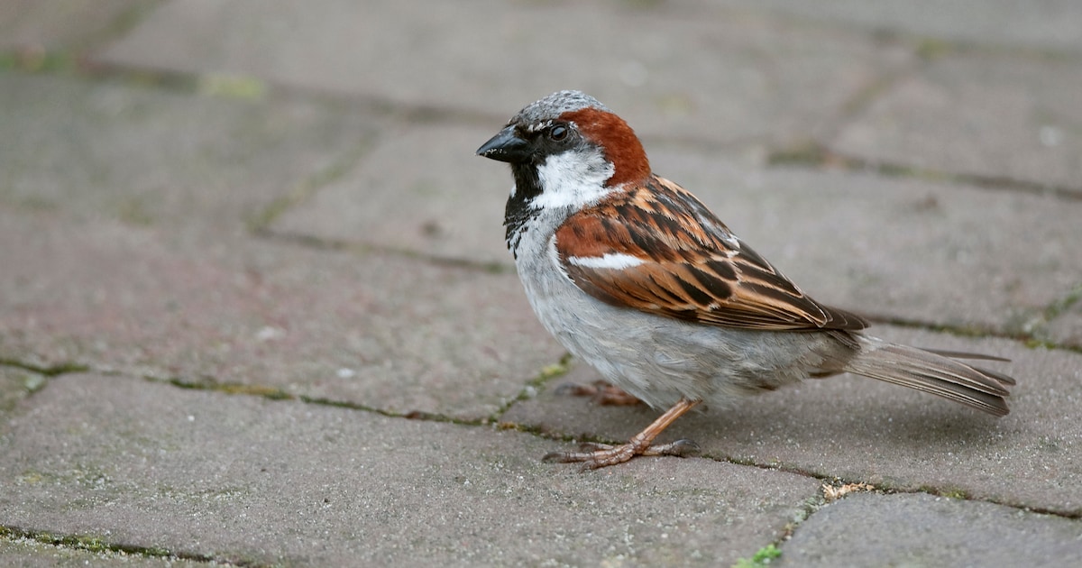 Nederlandse jeugd heeft moeite merel van mus te onderscheiden | de ...