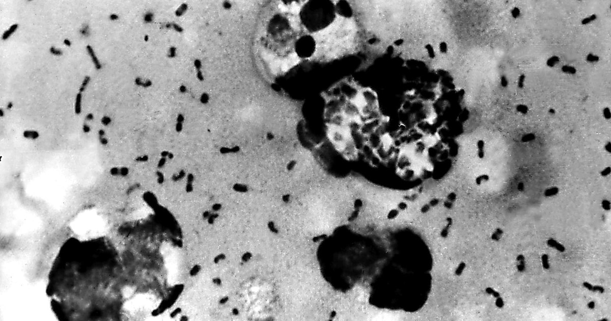 Chinese stad volledig afgesloten vanwege uitbraak pest | de Volkskrant