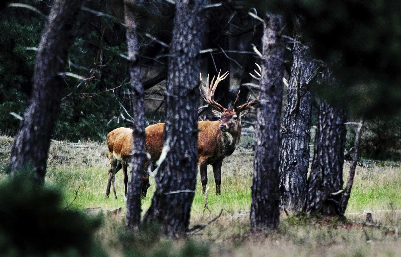 Bronstige edelherten burlen zeker maand vroeger | de Volkskrant