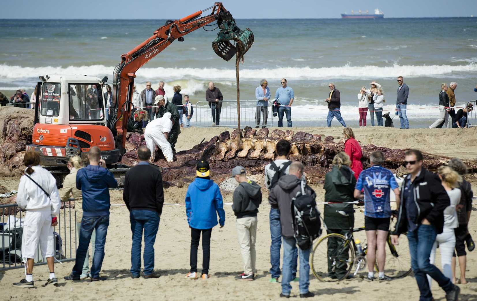 Walvissnijders beleven 'heerlijke dag' | de Volkskrant