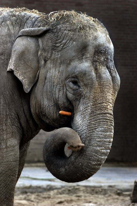 Voor hun eten werken olifanten samen | de Volkskrant