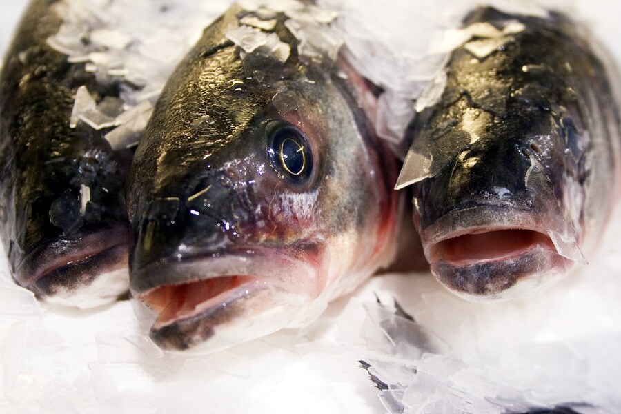 'Regelmatig vis eten slecht voor het milieu' | de Volkskrant