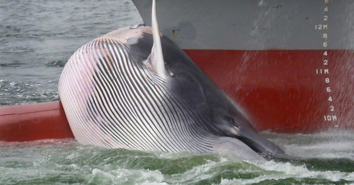 Aangevaren walvis blijkt gewone vinvis | de Volkskrant