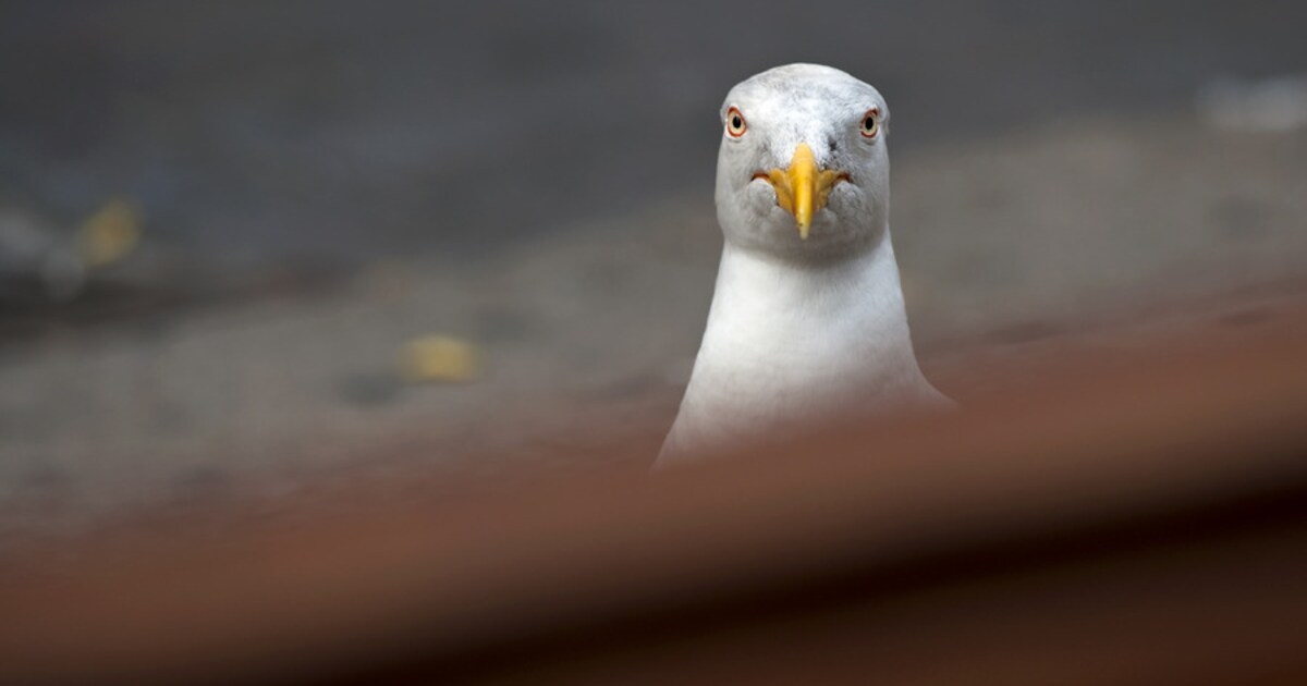 De meeuw bij de viskraam komt van ver: ‘Meeuwen hebben een uitstekend ...