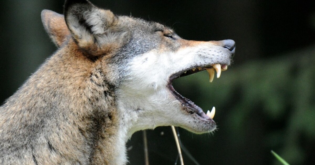 Russische oma slaat wolf dood | de Volkskrant