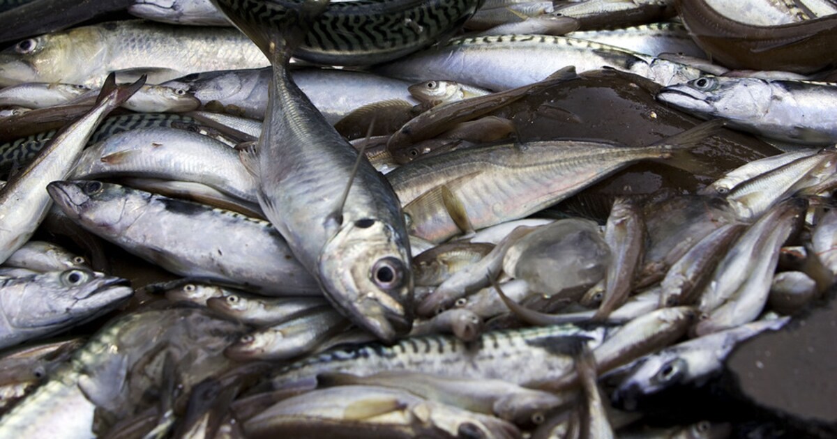 Douane Schiphol vindt cocaïne in vis | de Volkskrant