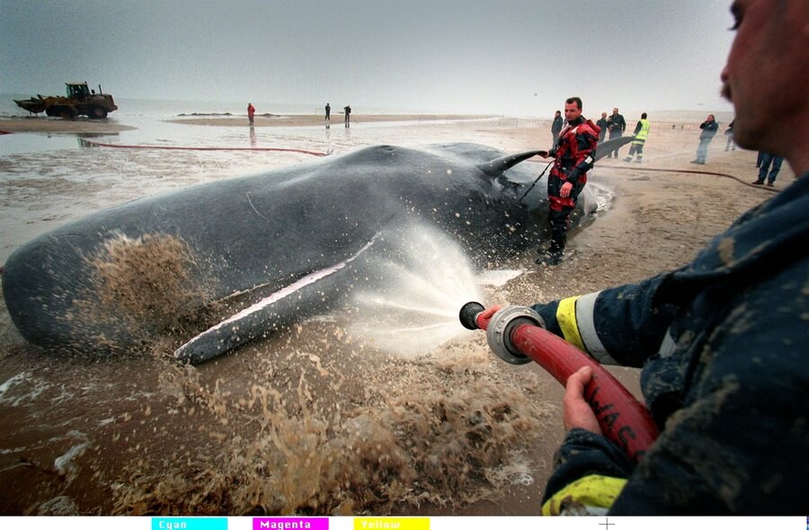 Sleepbedrijf probeert gestrande potvis te redden | de Volkskrant
