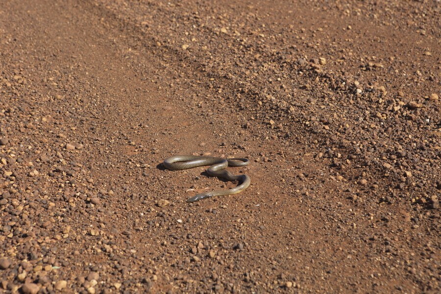 Australische gedood door slangenbeet | de Volkskrant