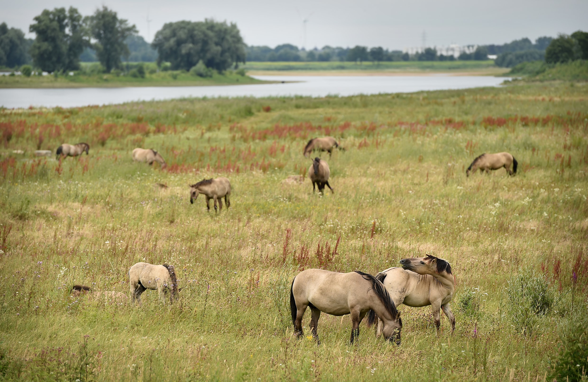 De stand van de natuur in Nederland: bijna alle seinen staan op rood ...