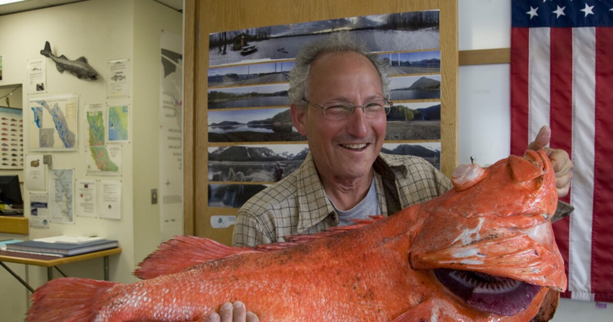 Enorme '200 jaar oude vis' gevangen in Alaska | de Volkskrant